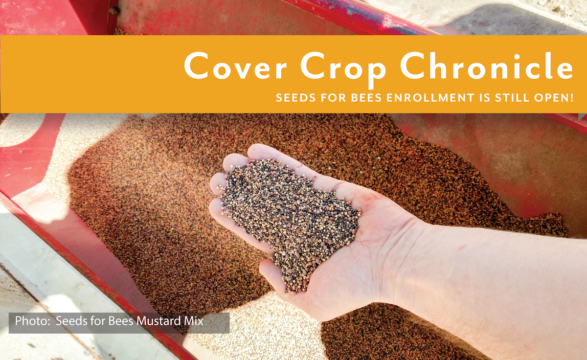 Seeds for Bees Enrollment until Nov. 1 | Blue Diamond Growers